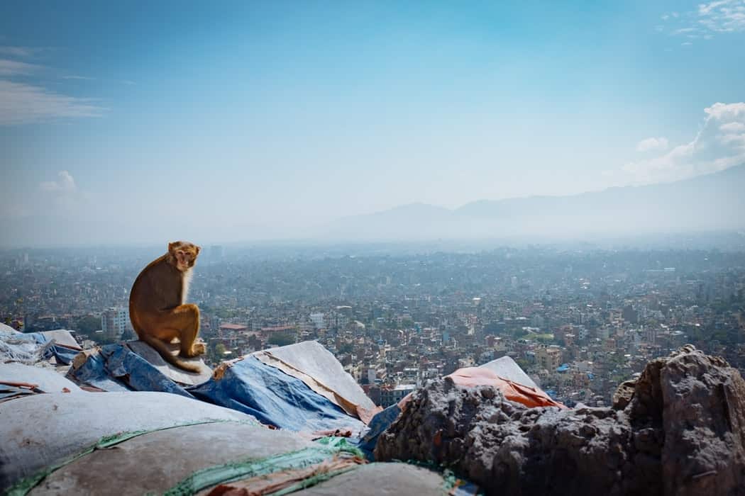 Monkey Temple | Fenceless Travel