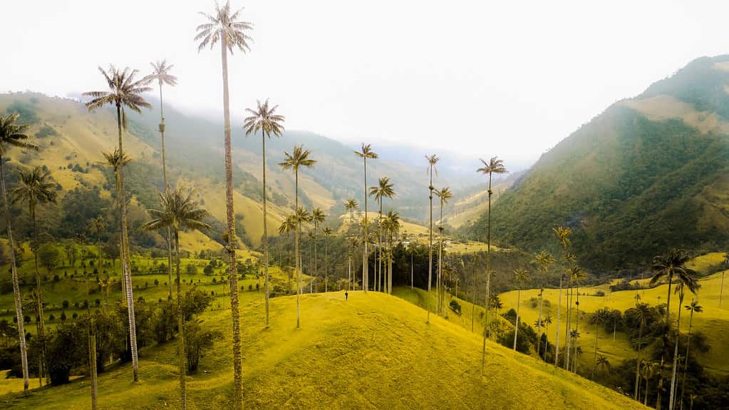 Cocora Valley | Fenceless Travel