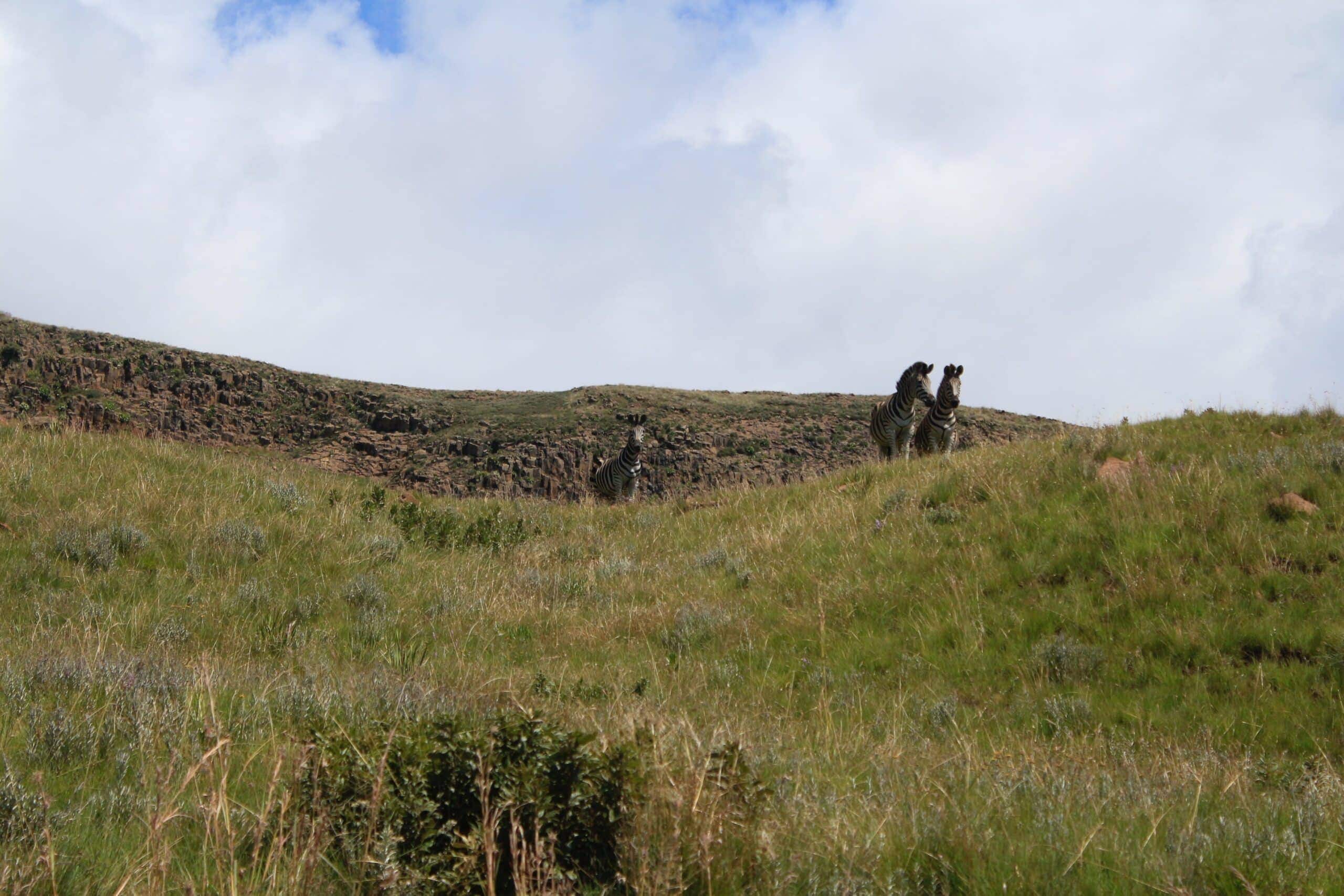 South Africa things to do - Golden gate | Fenceless Travel